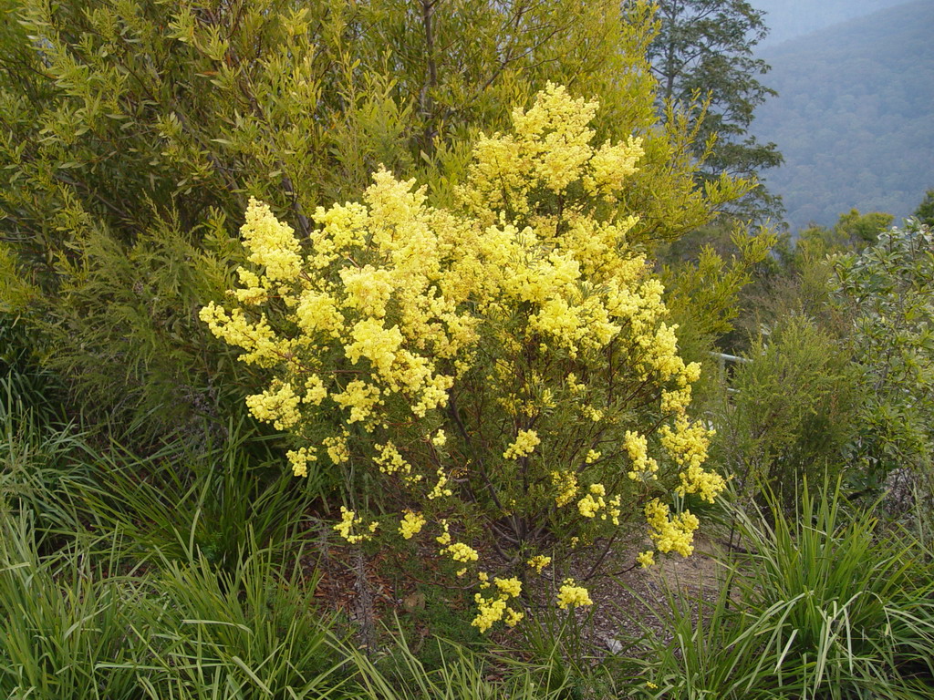 2006¦~8¤ë12¤é10 Golden Wattle (Acacia pycnantha), the floral emblem of ...